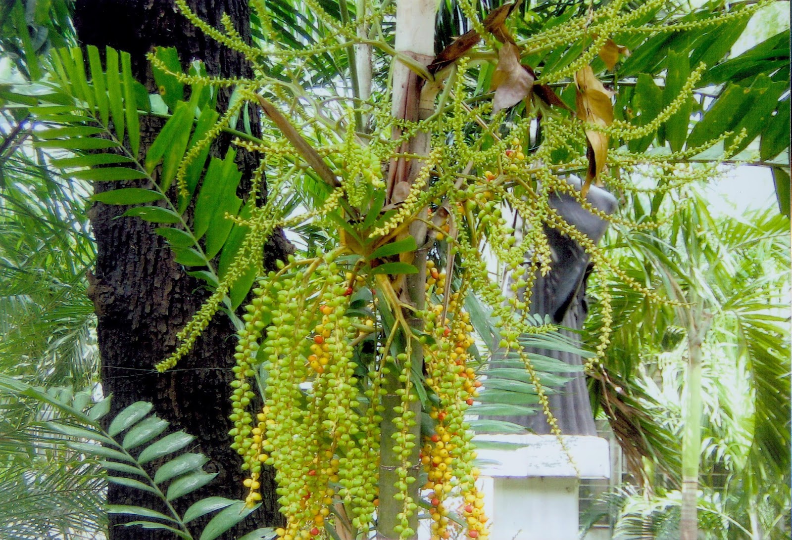 Naturalism - the Eighth Sense: Palm Trees at UST Botanical Garden