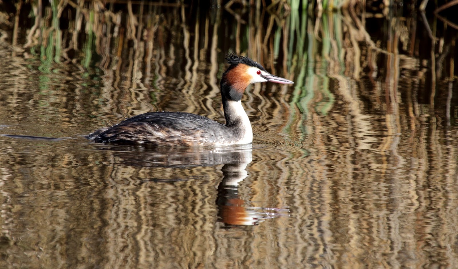 BO629HR: Een sierlijke watervogel