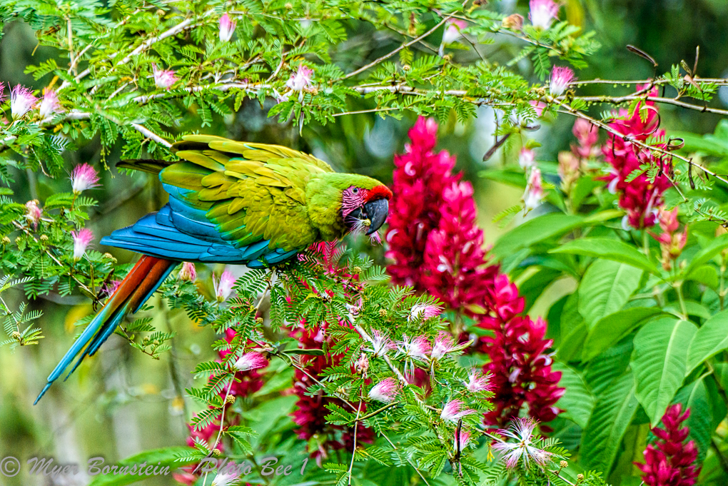 Great Green Macaw Eating Flowers