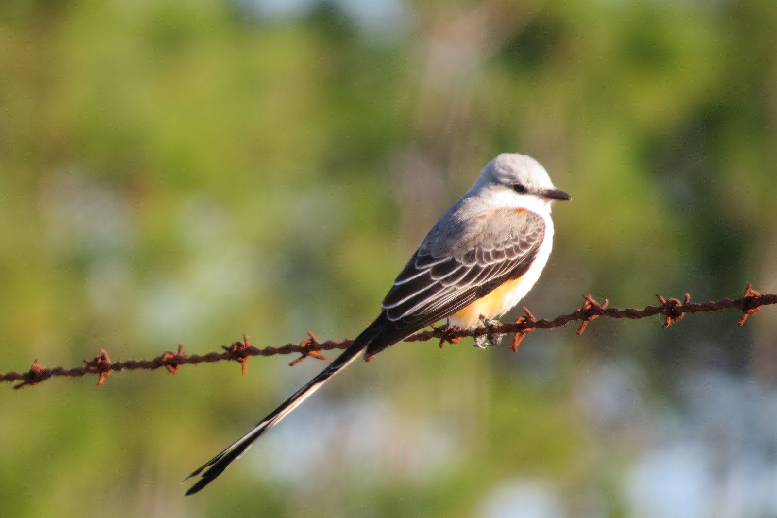 Florida Suncoast Birding: Scissor-tailed Flycatcher