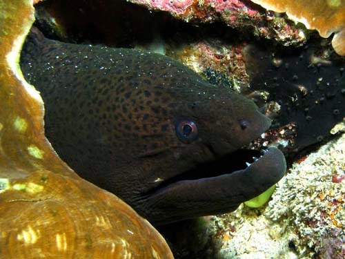 Moray Eel - Muraenidae | TROPICAL FISH