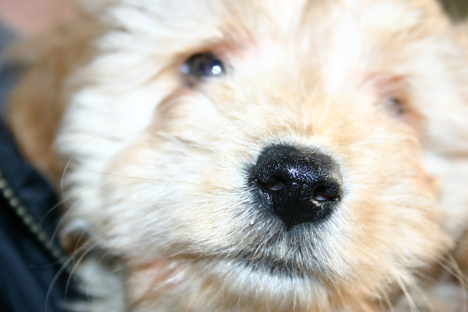 Doodle Dogs' Puppies: Soooo cute!