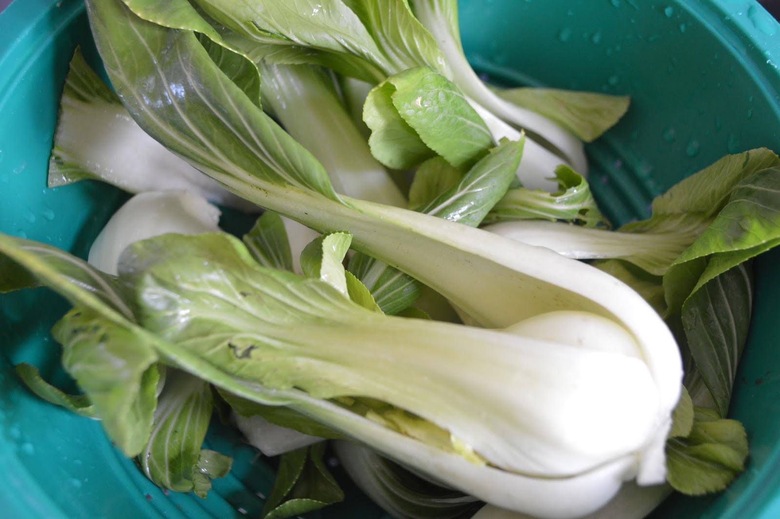 bunter-kochloeffel: Pak choi, chinesischer Senfkohl