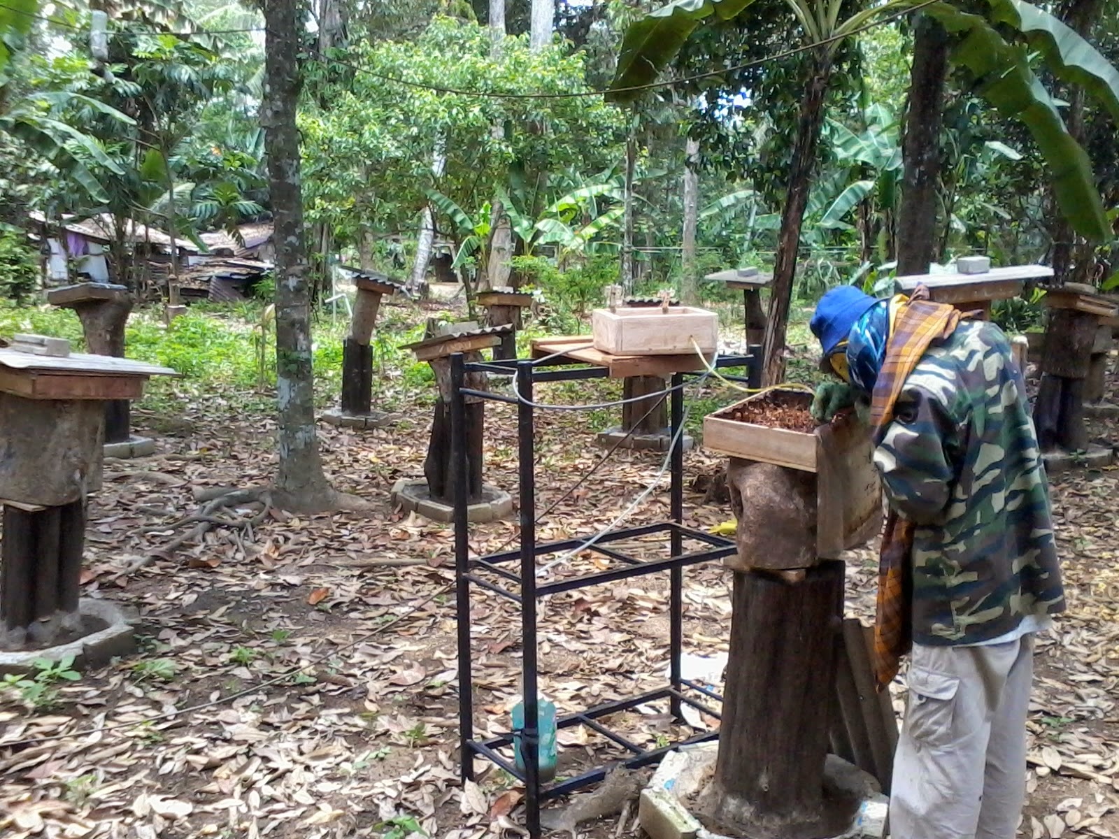 ipoh stingless bee farm