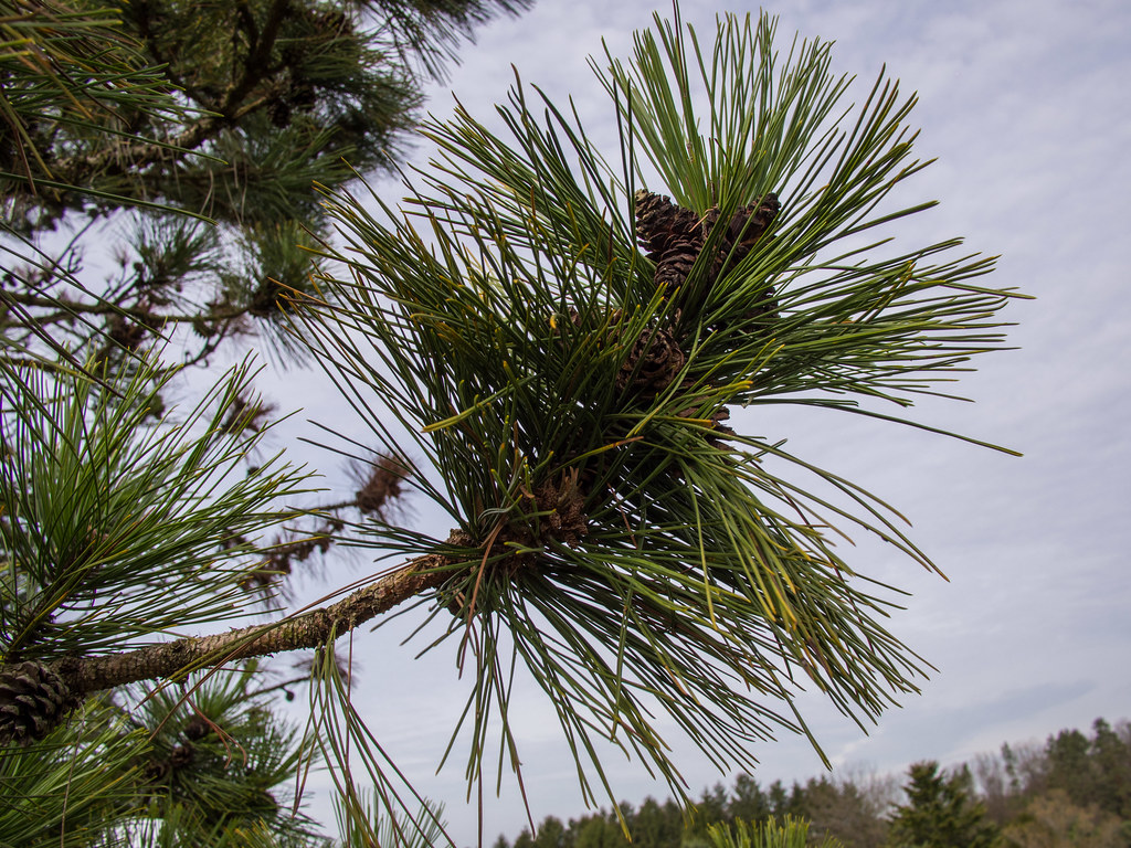 Pinus resinosa - Red Pine care and cultivation | Travaldo's blog