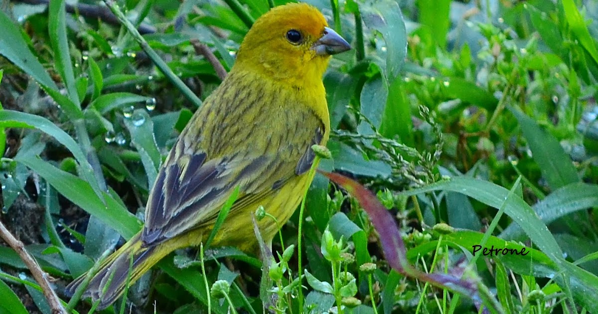 Aves de La Floresta: Dorado