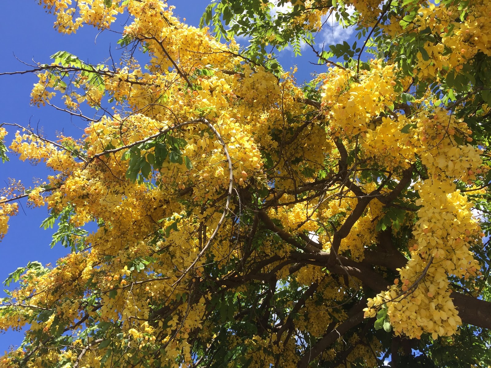 Rainbow Shower Trees