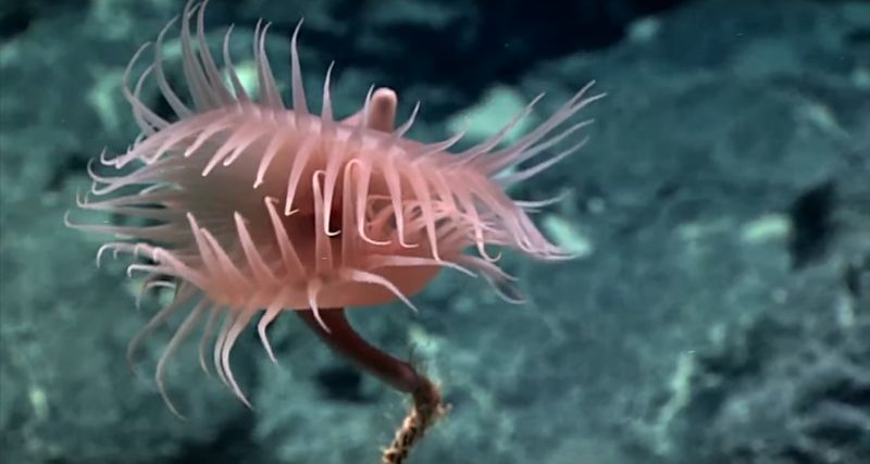 The most incredible life forms found in the depths of the Pacific Ocean