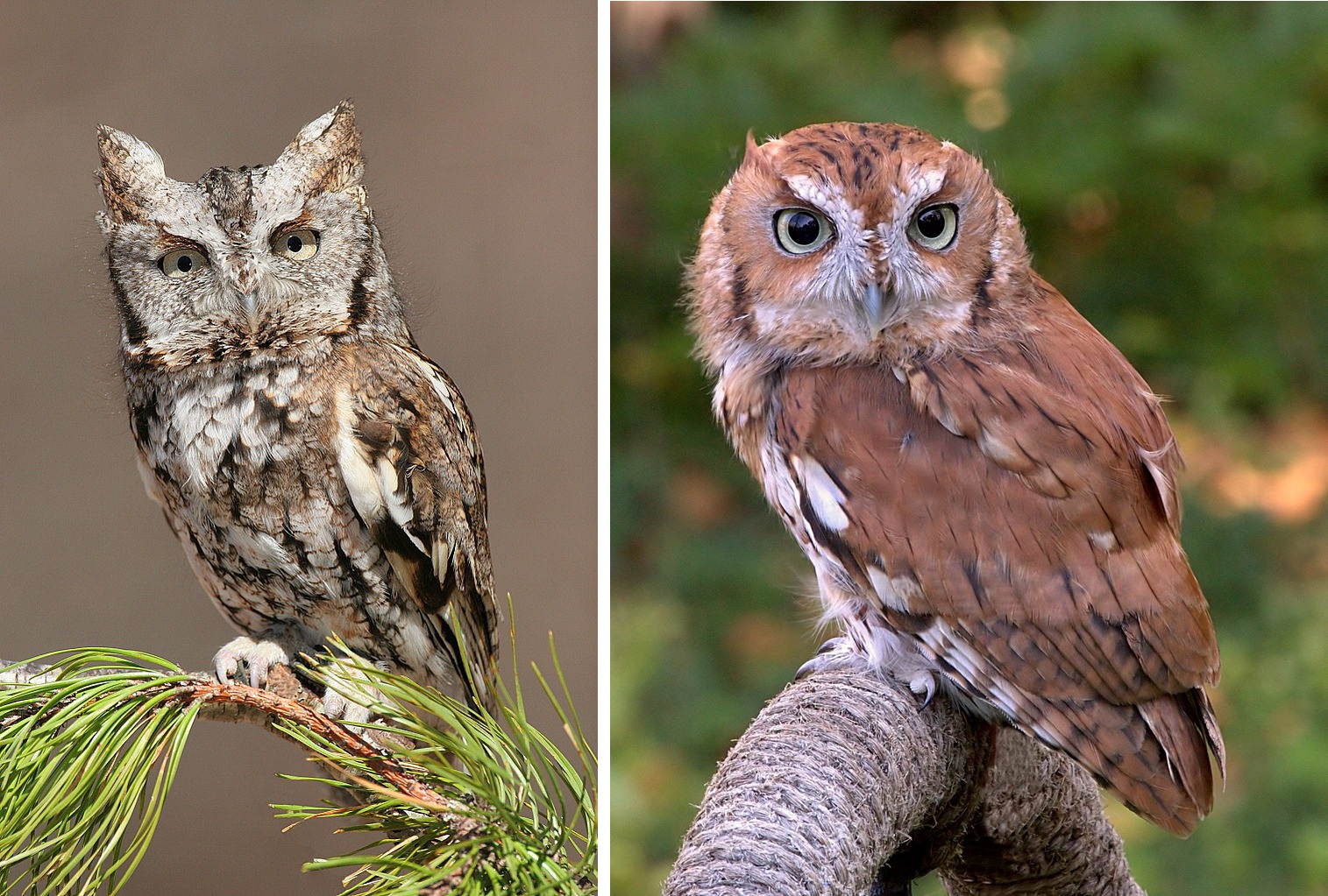Earth and Space News: Brown, Gray or Red Eastern Screech-Owl Habitats ...