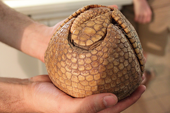 Vips do Esporte: Tatu-bola, o mascote da Copa do Mundo de 2014