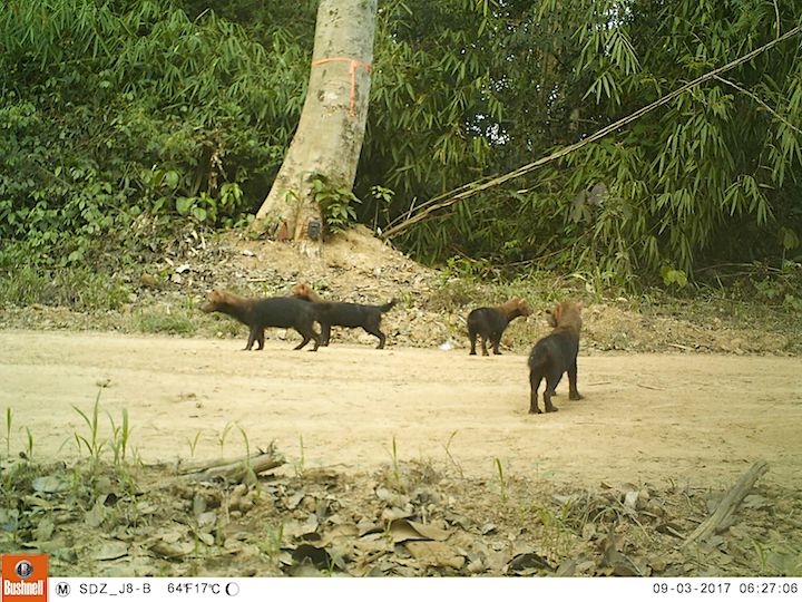 PLAAN : Perro de Monte - Speothos venaticus