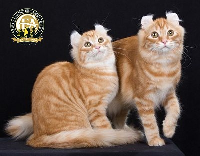 Mengenal Ras Kucing American Curl