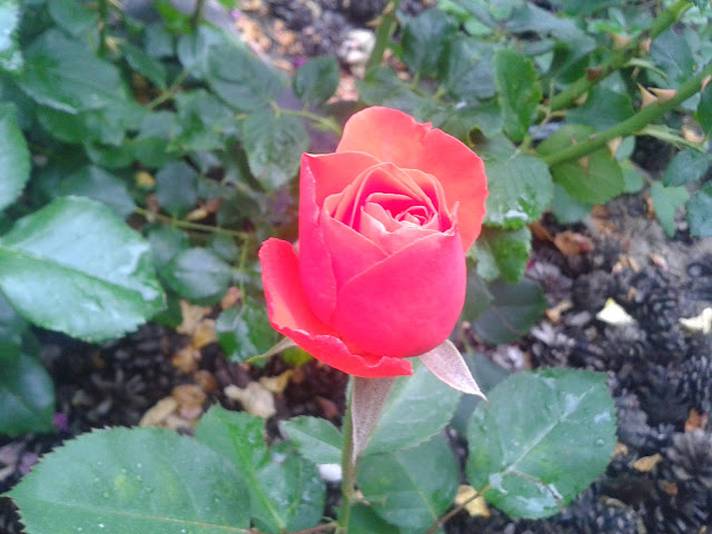 Ranczo Elma: Róża (Rosa) Red Queen