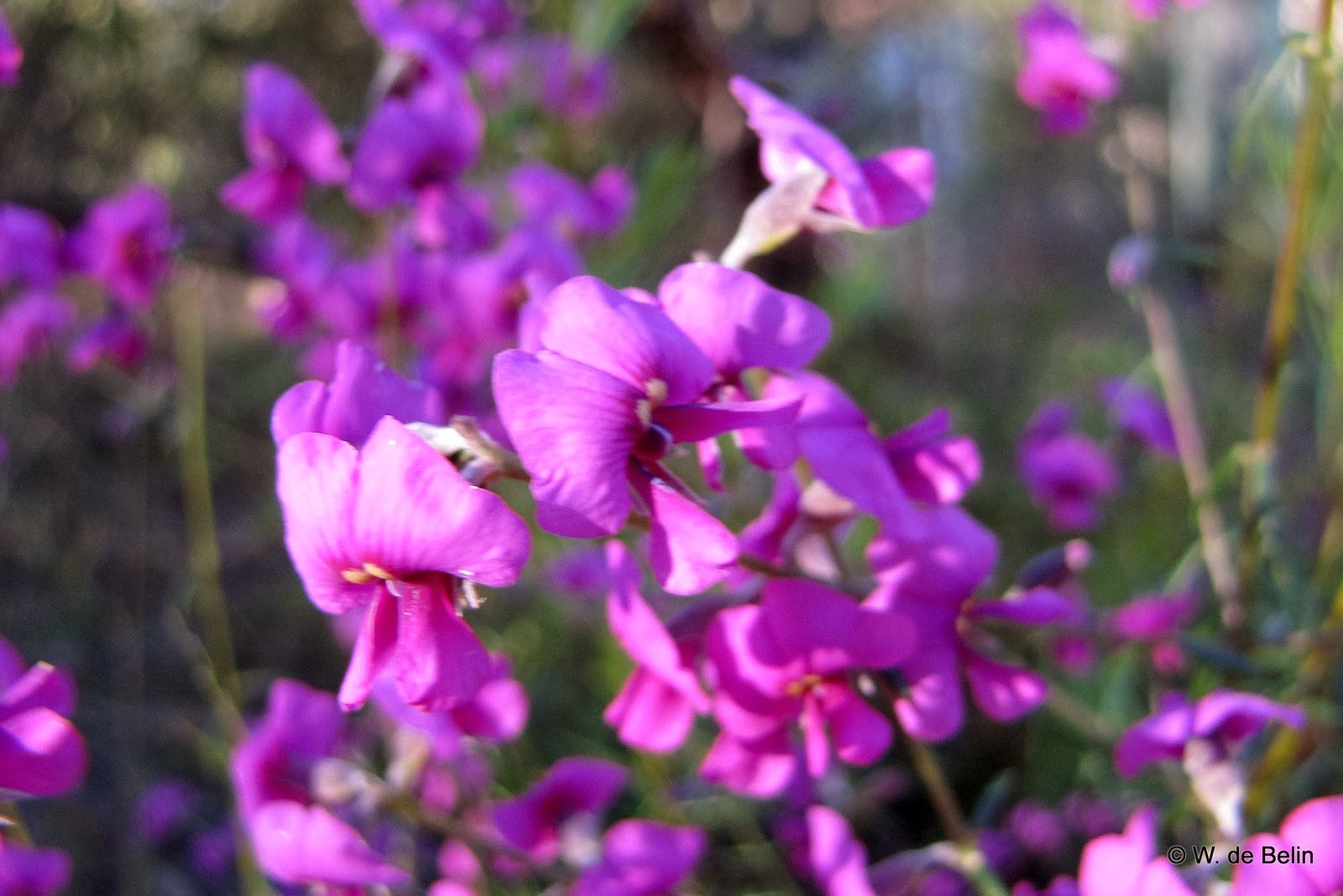 Sydney's Wildflowers and Native Plants: Mirbelia speciosa - Purple ...