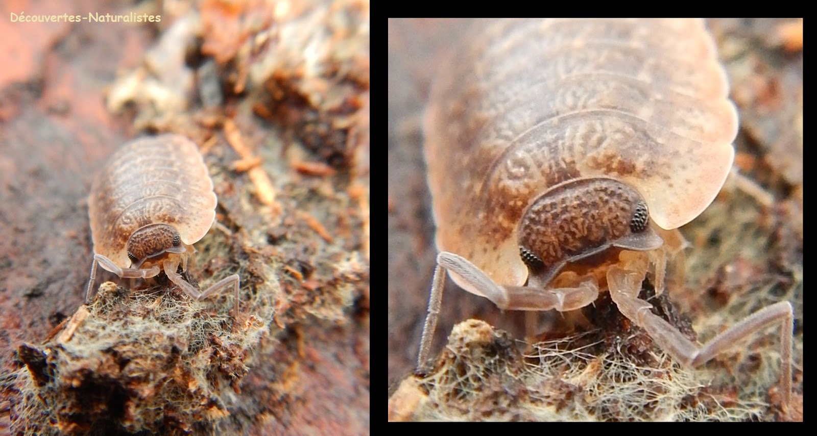 Découvertes Naturalistes: Vue de face d'un cloporte