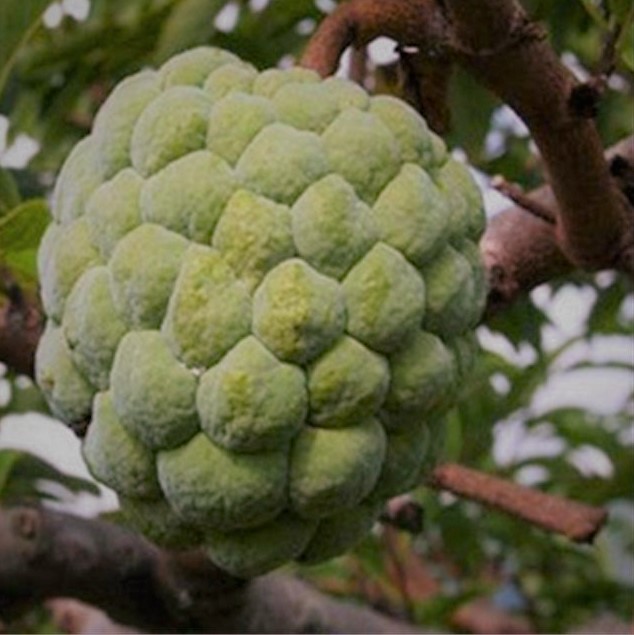 Benefícios da Pinha