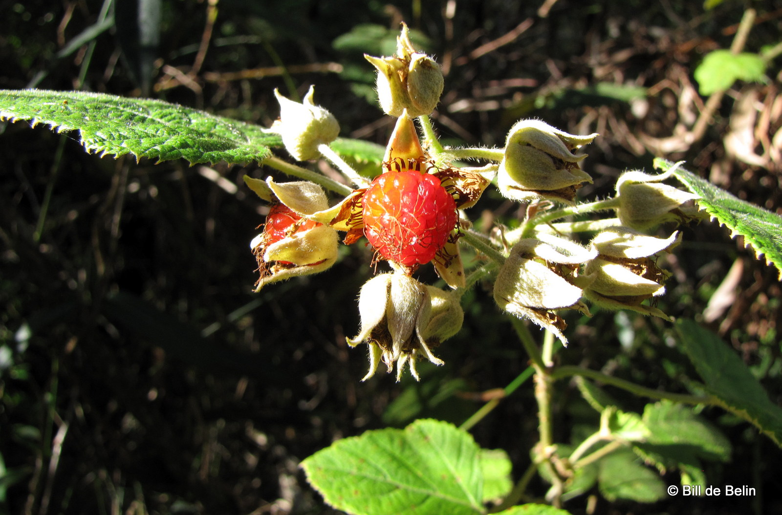 Sydney's Wildflowers and Native Plants: Rubus moluccanus var. trilobus ...