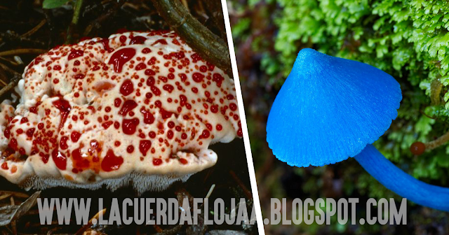 Los 10 HONGOS más raros del mundo, el #4 da asco. ~ DaniehG