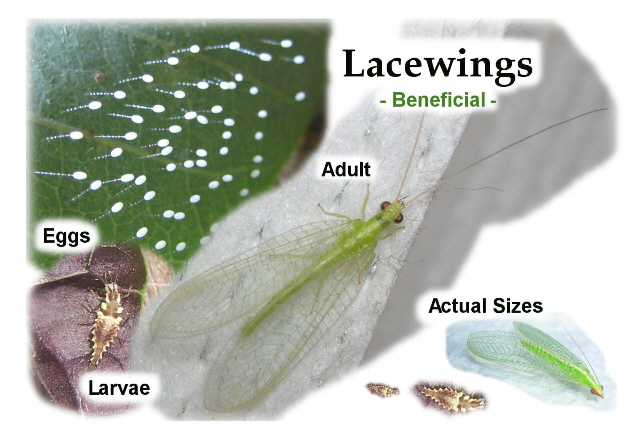 The Invertebrate: Lacewings (genus Chrysopa)