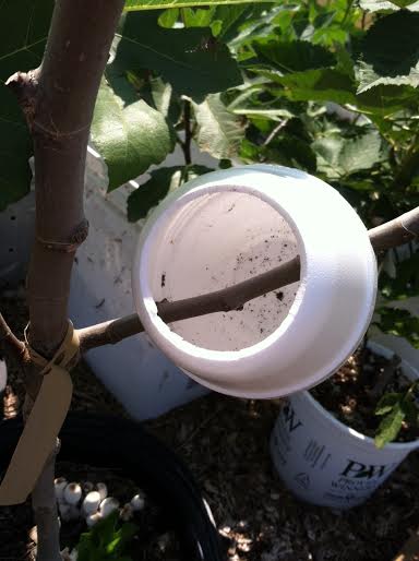 Figs Fort Smith!: Air Layering Fig Trees