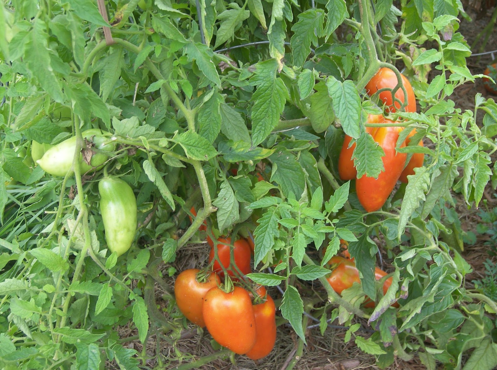 When To Plant Tomatoes In Ohio - Plant Ideas