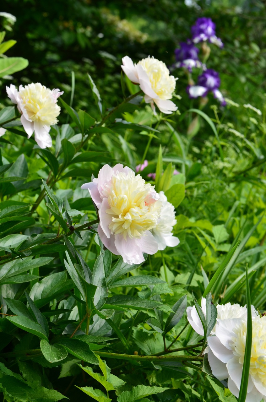 Flower Hill Farm: Herbaceous Peonies Throughout the Gardens