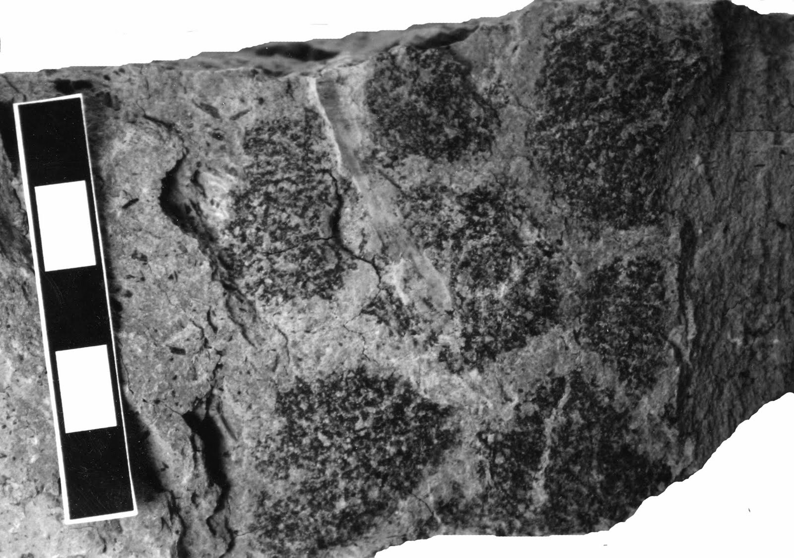 Dinochick Blogs: 2011