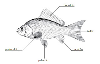 Biology: Movement in Fish