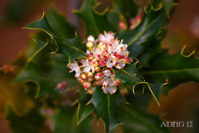 UN AMBIENTALISTA: Acebo en flor