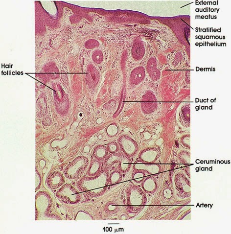 Top 10 Amazing Facts You Must Know About Sweating | Most Beautiful