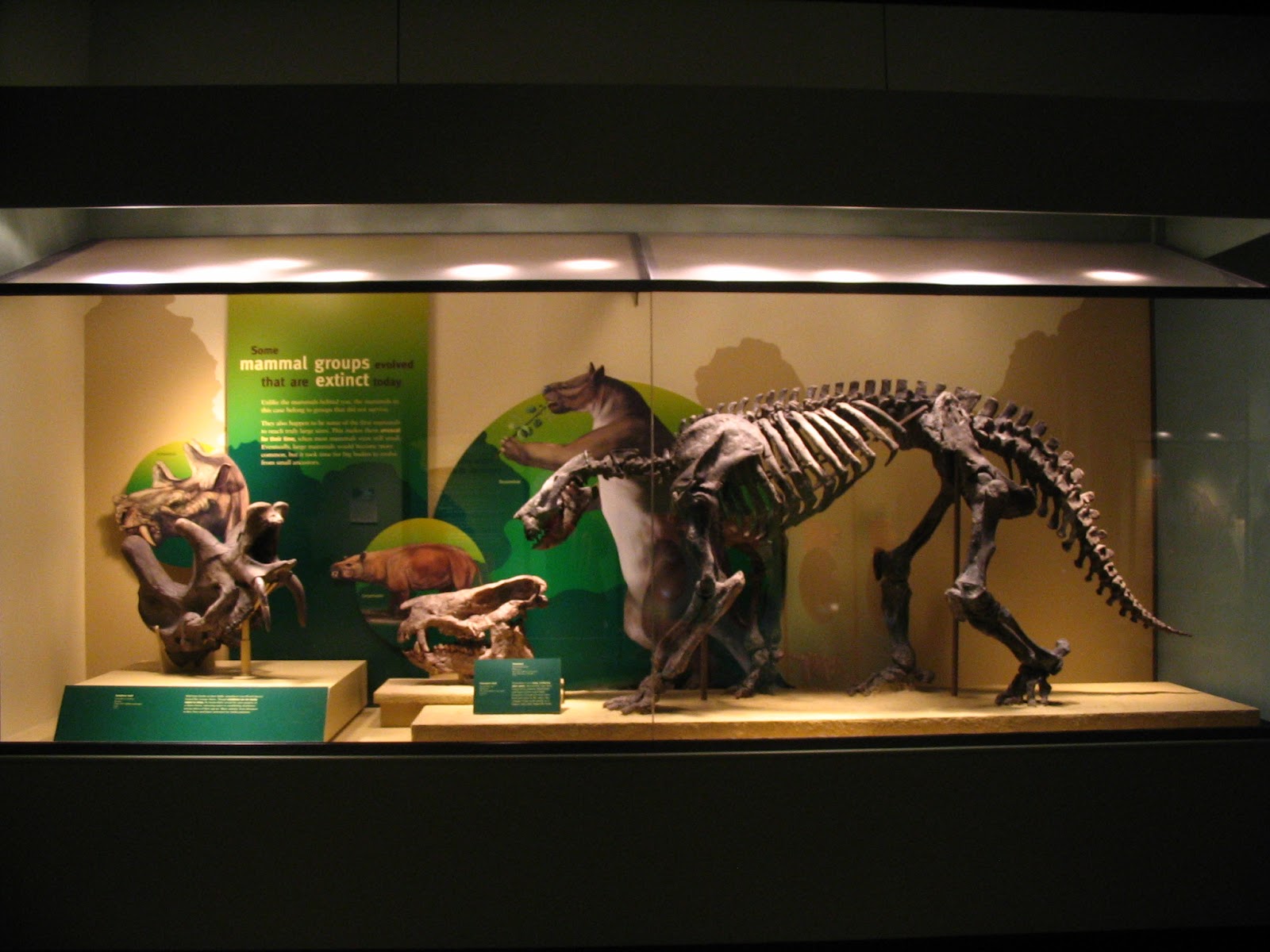 What happens when a non-accredited paleontology fan blogs: Species that ...