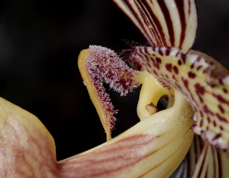 Orchidaceae: Paphiopedilum rothschildianum, Orchid of the Month, July 2017