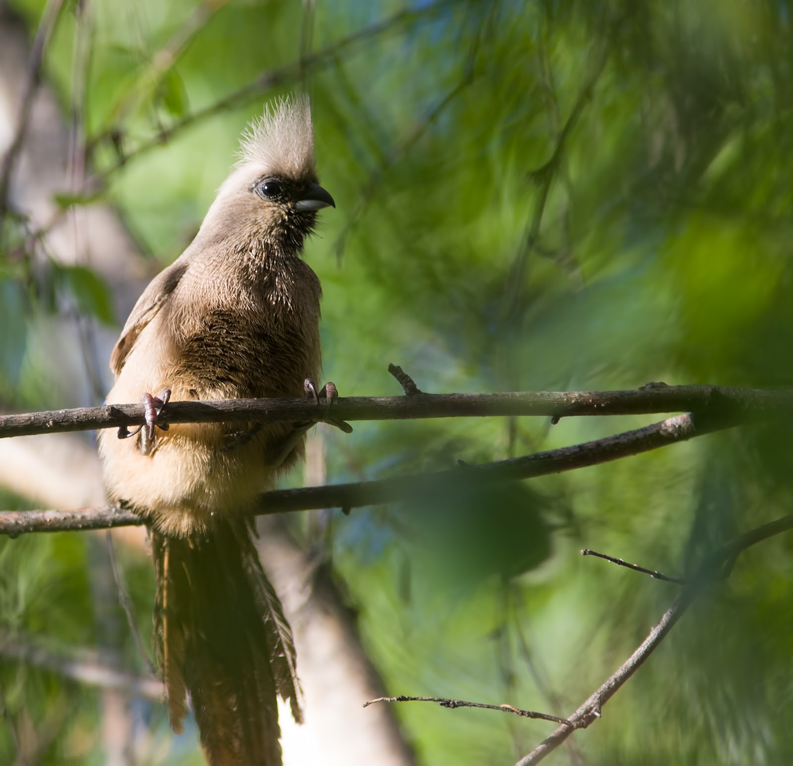 vaping mothman: BIRDS OF MY TRIP TO SOUTH AFRICA PART 1