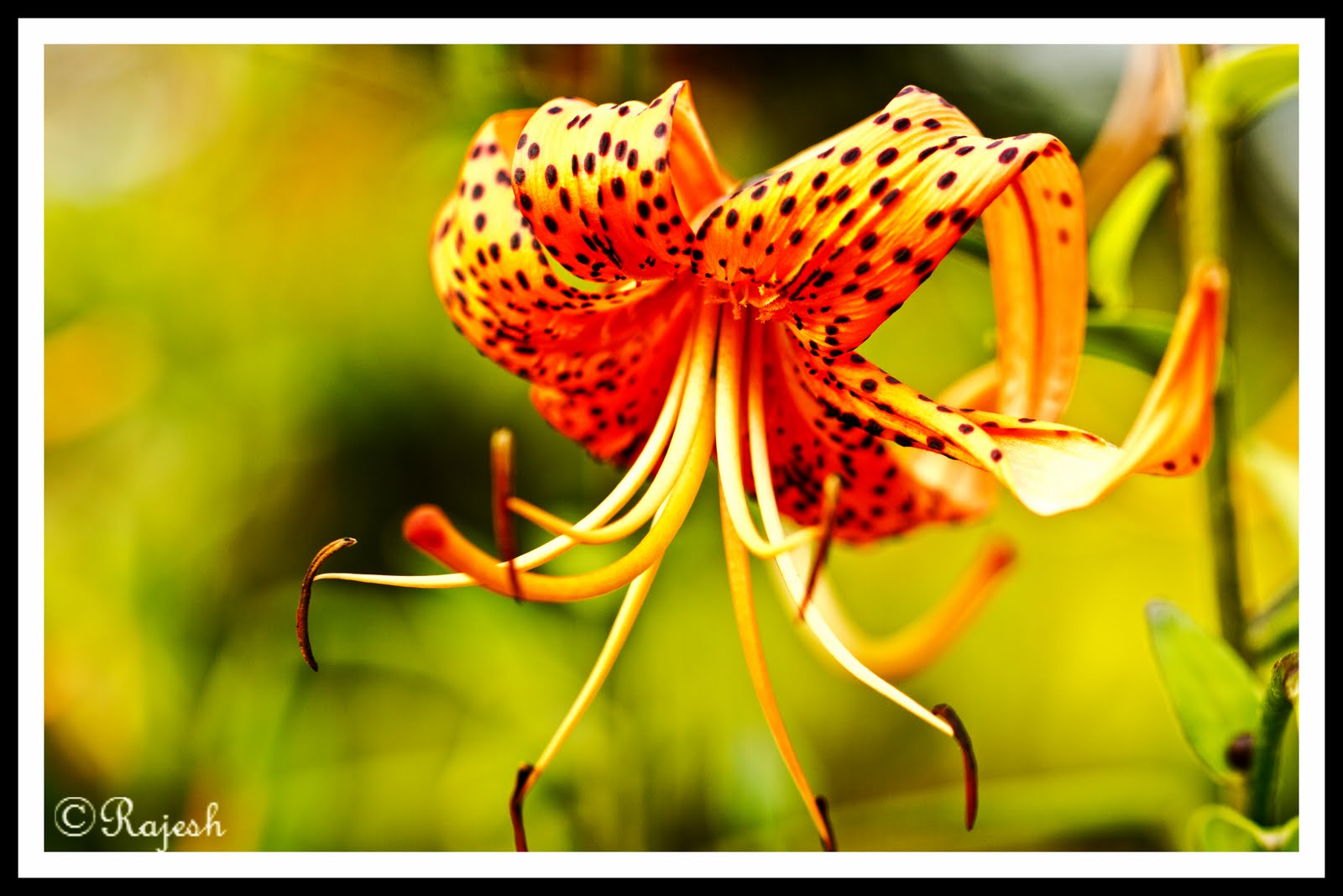 My Pics: Devil's Lily