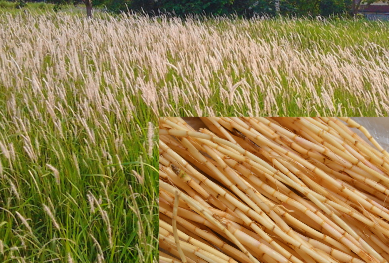 Materi Farmakognosi (simplisia Rhizoma) Kelas X