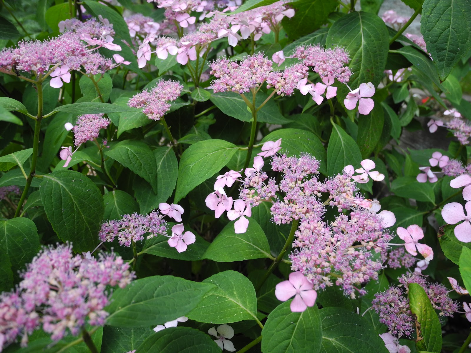 The Phytophactor: Friday Fabulous Flower - Purple Lacecap Hydrangea