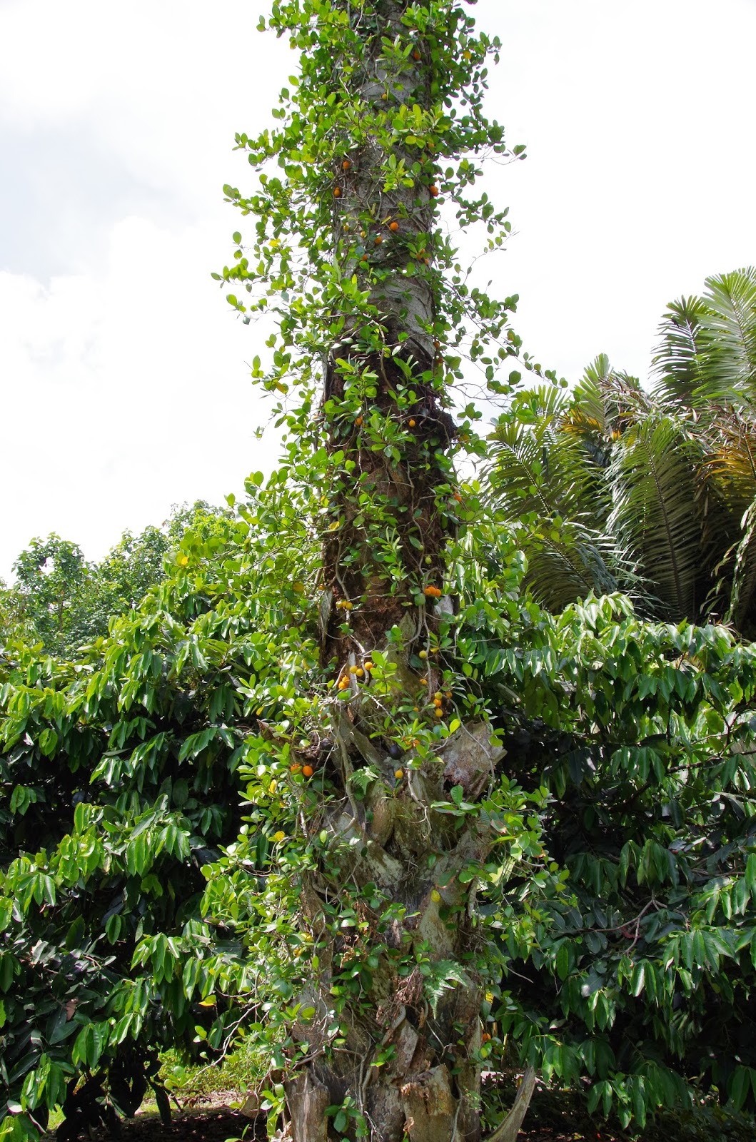 Trees and Plants: (Climbing Fig) Ficus punctata