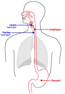Laryngopharyngeal Reflux: December 2011