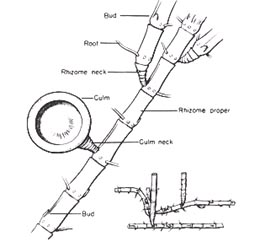 warna-warni teknik sipil: ILMU BAHAN BANGUNAN : BAMBU SEBAGAI TIANG PANCANG