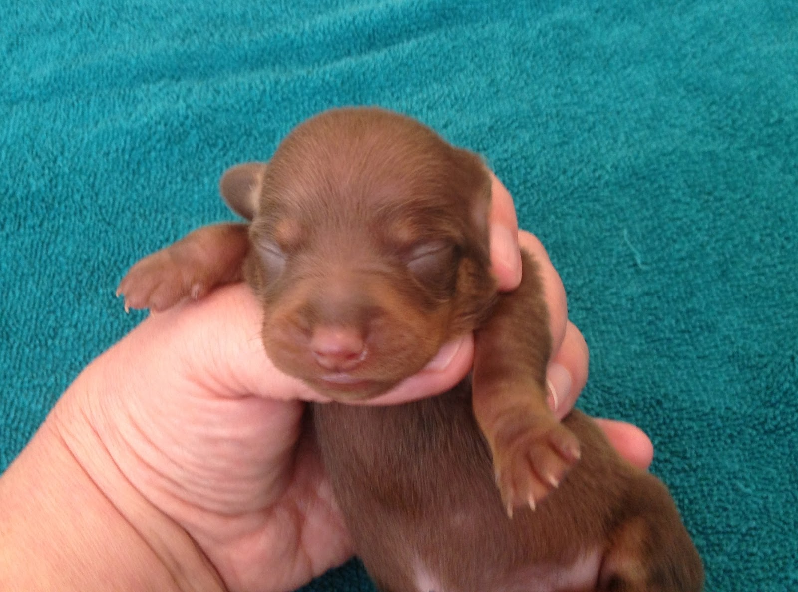 Whitaker's Mini Dachshund Breeder
