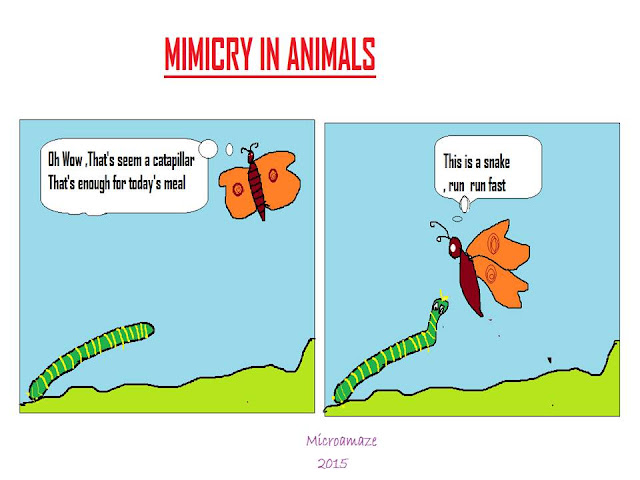 Microamaze: Mimicry in Animals