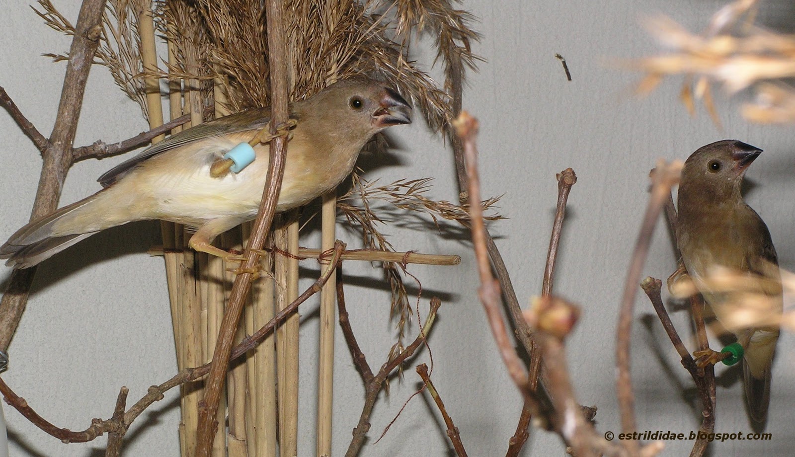 Estrildidae: Asmeninė patirtis. Rausvauodegė rubininė astrilda ...