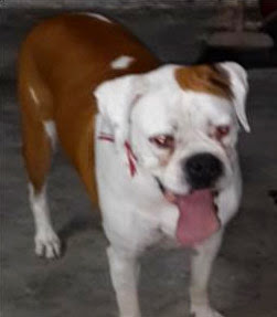 Ayudame a volver a casa: YA ESTA EN SU CASITA!Perrita boxer blanca con ...