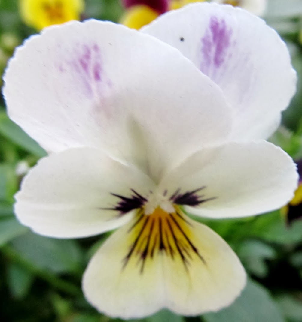NATURAL & UNIQUE PHOTOGRAPHY: PANSY FLOWER VARIETIES IN THE GARDEN