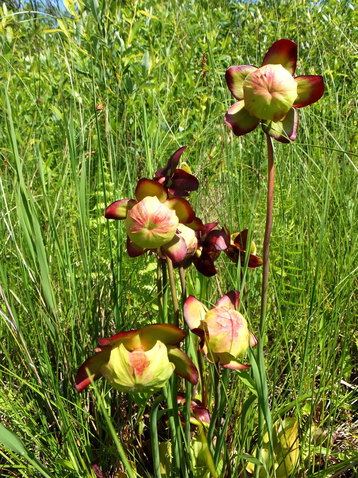 Plants Amaze Me: Michgan Fens, Michigan Wild Orchids