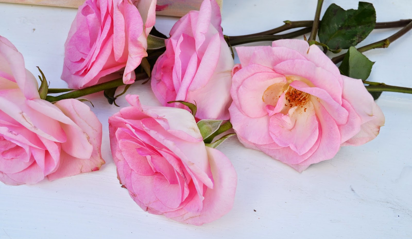 My Painted Garden: Pink Rose Inspirations