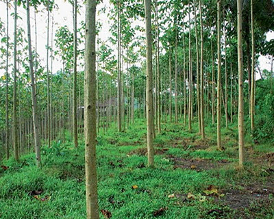 SPKP DESA CIKANYERE: HUTAN RAKYAT