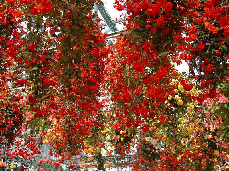 PARADISUL VERDE...: FLORI RARE, PENTRU PRIETENI