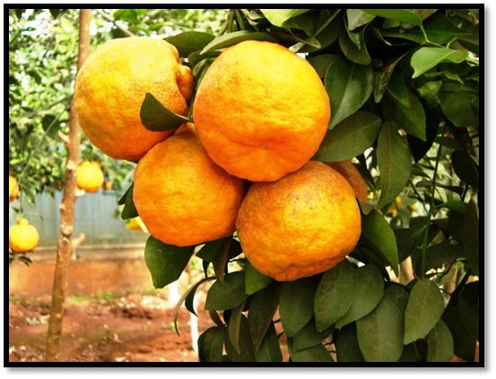 Fruit Names in Tulu | Easy Tulu | Learn Tulu Language Online