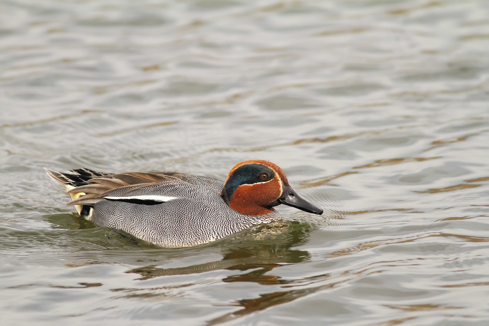 AVES Y ESTRELLAS: Cerceta Común (Annas crecca)